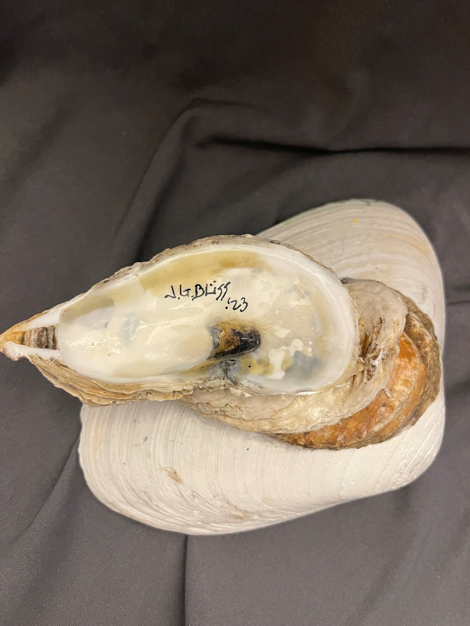 Unique, Signed Hand Painted Raised Clam Seascape With Natural Oyster ...