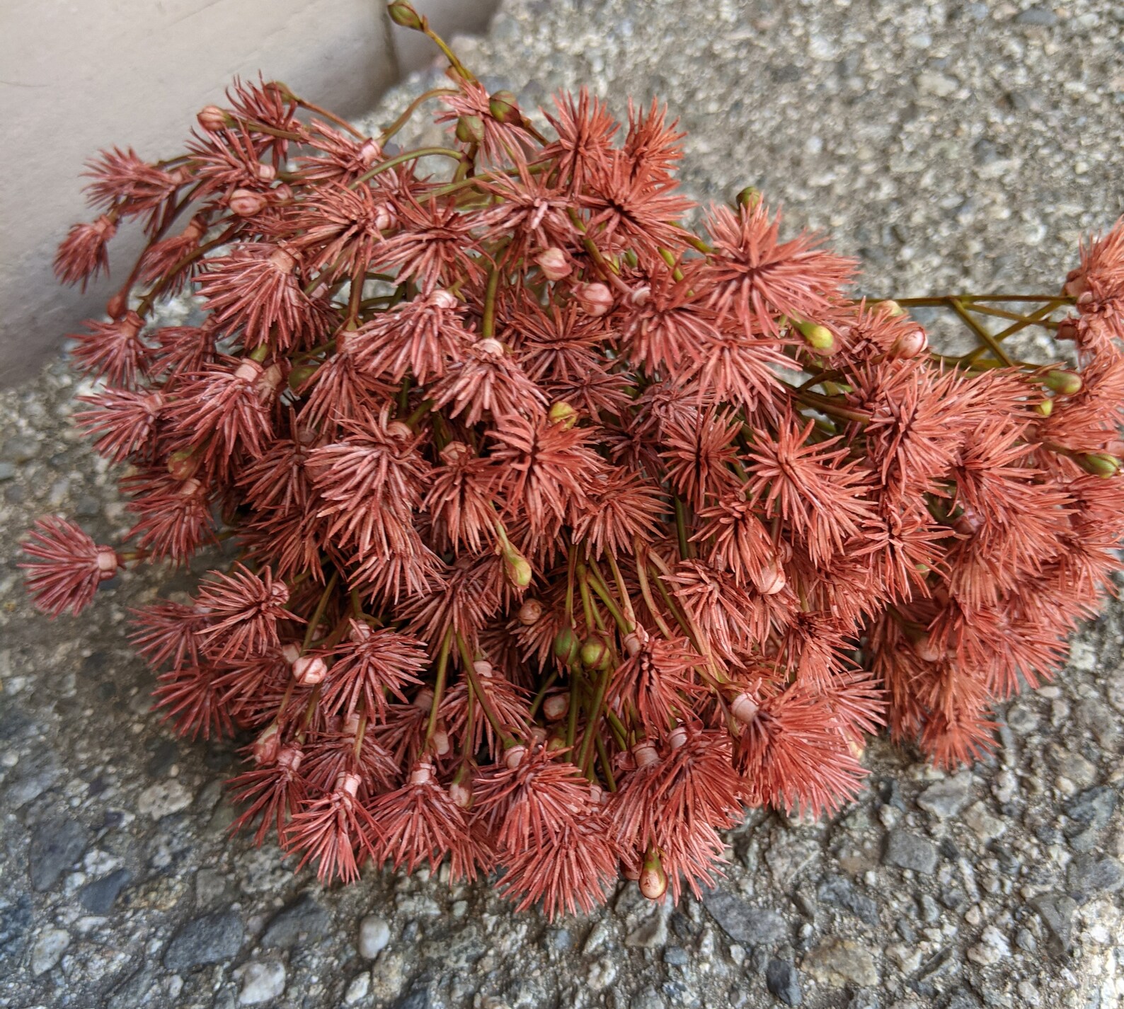Mini Dandelion Bush Burgundy Cream Yellow Bouquet Artificial - Etsy