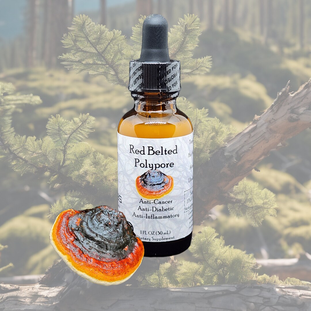 Red Belted Polypore - Organic Red Belted Polypore Extract 30ml Tincture ...