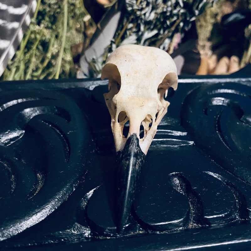 Crow Skulls - Etsy