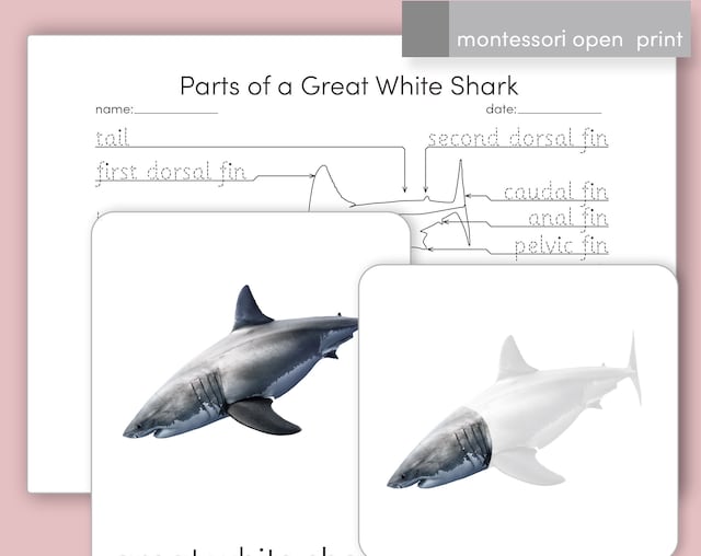 montessoriopenprint - Etsy