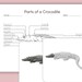 Montessori 3 Part Cards Parts of a Crocodile - Etsy