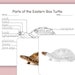 Montessori 3 Part Cards Parts of the Eastern Box Turtle - Etsy