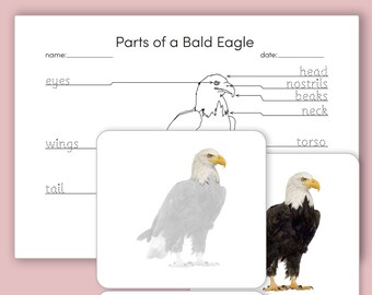 Montessori 3 Part Cards Parts of a Body - Etsy