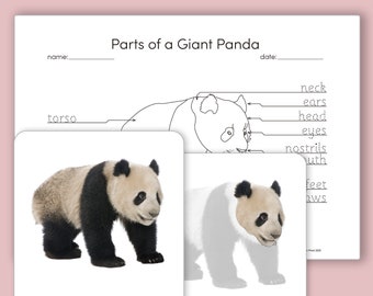 Parts of a Giant Panda Nomenclature 3-part Cards Montessori Zoology ...