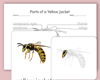 Montessori 3 Part Cards Parts of a Leaf - Etsy