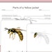 Montessori 3 Part Cards- Parts of a Yellow Jacket(wasp) - Etsy