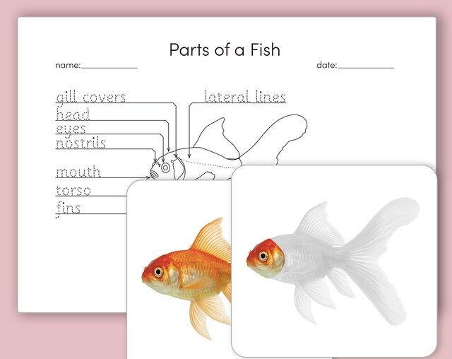 montessoriopenprint - Etsy