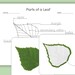 Montessori 3 Part Cards Parts of a Leaf - Etsy