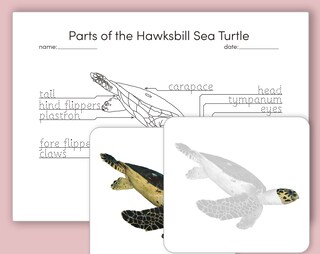 montessoriopenprint - Etsy