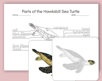 Parts of the Sea Turtle - Etsy