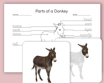 Montessori 3 Part Cards Parts of a Bee - Etsy