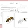 Montessori 3 Part Cards Parts of a Spider - Etsy