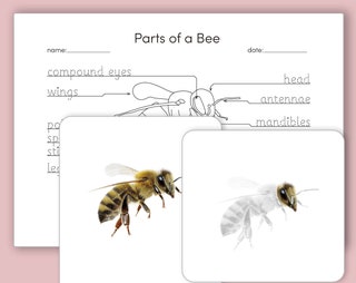 montessoriopenprint - Etsy