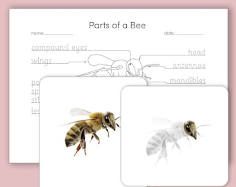 Parts of a Honey Bee Nomenclature 3-part Cards Montessori Zoology ...