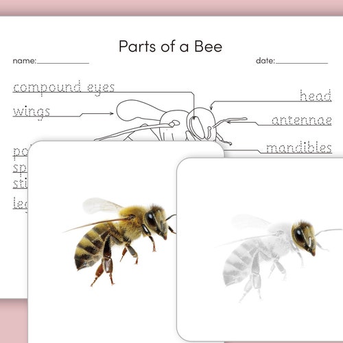 Montessori 3 Part Cards Parts of a Bee - Etsy