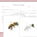 Montessori 3 Part Cards Parts of a Ladybug - Etsy