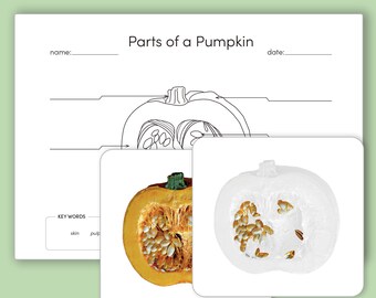 Montessori 3 Part Cards Parts of a Spider - Etsy