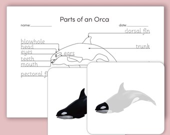 Montessori 3 Part Cards Parts of an Orca - Etsy