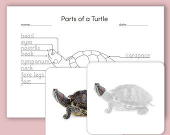 Parts of a Turtle Nomenclature 3-part Cards Montessori Zoology ...