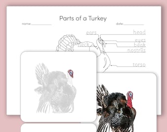 Turkey Anatomy Study Parts of a Turkey Poster, Labeling Activity, 3 ...