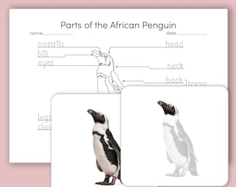 Parts of a Penguin Nomenclature 3-part Cards Montessori Zoology ...
