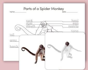 Montessori 3 Part Cards Parts of the Eastern Box Turtle - Etsy