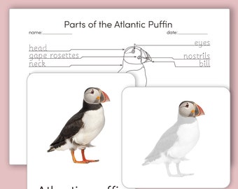 Atlantic Puffin - Etsy