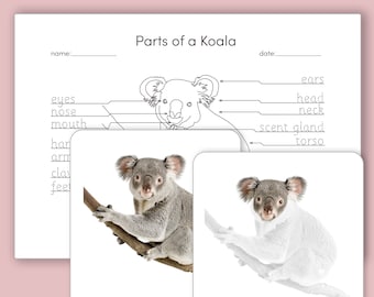 Montessori 3 Part Cards and Definitions Parts of the Monocot Flower - Etsy