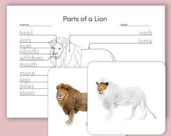 Parts of a Lion Nomenclature 3-part Cards Montessori Zoology Printable ...