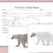 Montessori 3 Part Cards Parts of a Polar Bear - Etsy