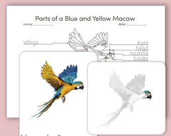 Montessori 3 Part Cards Parts of a Great White Shark - Etsy