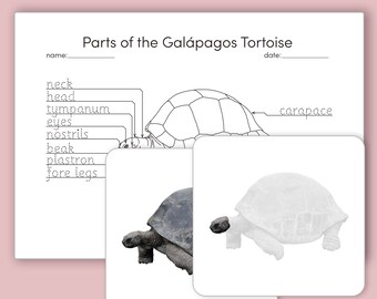 Tortoise Parts - Etsy