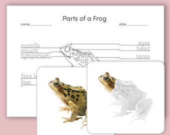 Parts of Frog Montessori 3-part-cards - Etsy