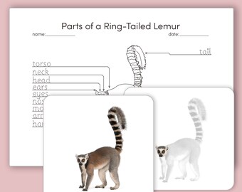 Ring Tailed Lemur | Etsy