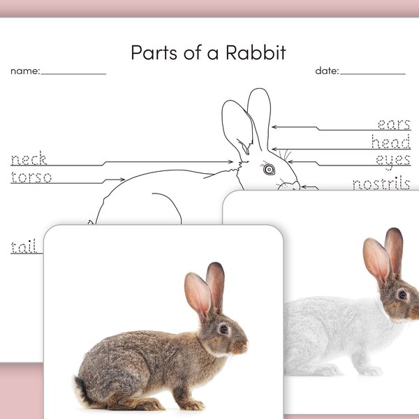 Montessori 3 Part Cards Parts of a Harbor Seal - Etsy