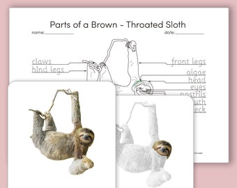 Montessori 3 Part Cards Parts of a Tiger - Etsy