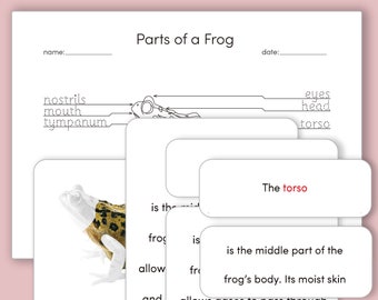 Montessori 3 Part Cards and Definitions Parts of the Dicot | Etsy