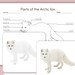 Montessori 3 Part Cards Parts of the Arctic Fox - Etsy