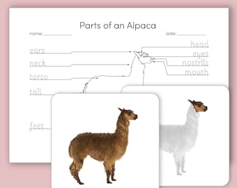 Montessori 3 Part Cards and Definitions Parts of the Monocot Flower - Etsy