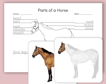 Parts of a Horse Nomenclature 3-part Cards Montessori Zoology Printable ...
