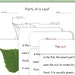 Montessori 3 Part Cards Parts of a Leaf - Etsy