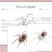 Montessori 3 Part Cards Parts of a Spider - Etsy