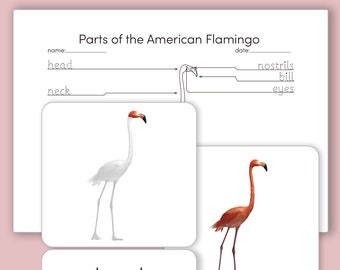 Montessori 3 Part Cards Parts of a Leaf - Etsy