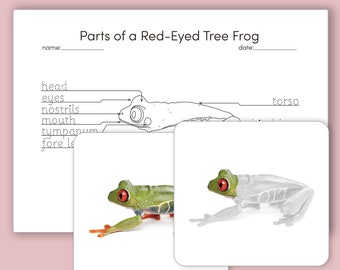 Parts of Frog Montessori 3-part-cards - Etsy