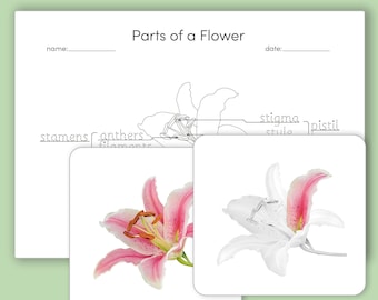 Parts of a Flower-montessori 3-part-cards - Etsy