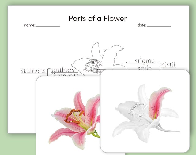 montessoriopenprint - Etsy