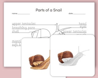 montessoriopenprint - Etsy