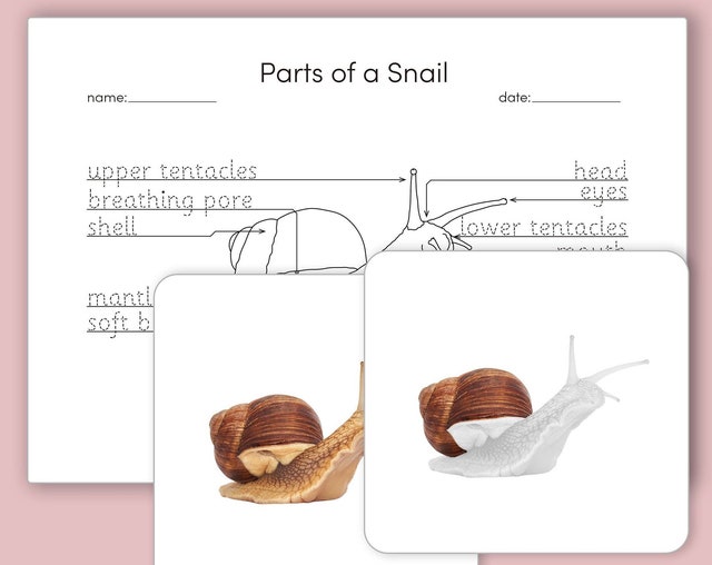 montessoriopenprint - Etsy