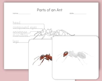 Parts of an Ant Montessori Nomenclature Three-part Cards Montessori ...
